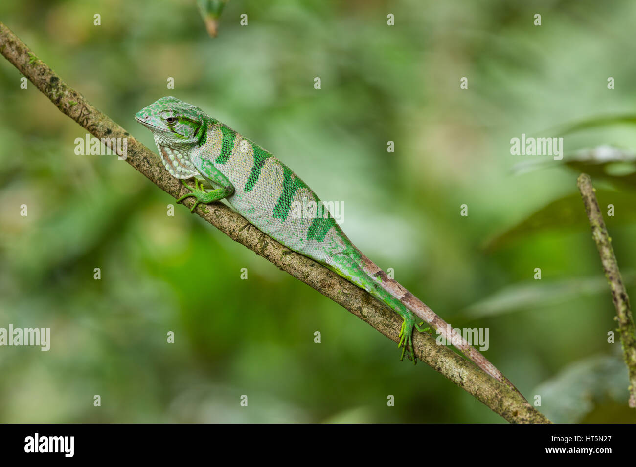 Canopy lizard hi-res stock photography and images - Alamy