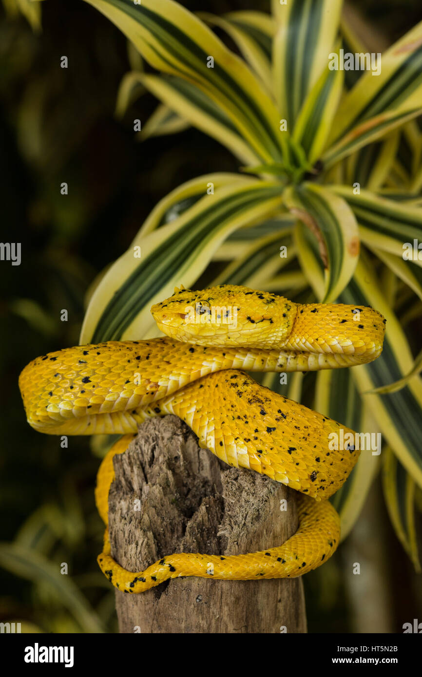 Eyelash Viper, Horned Palm Viper, Bothriechis schlegelii, Schlegel’s ...