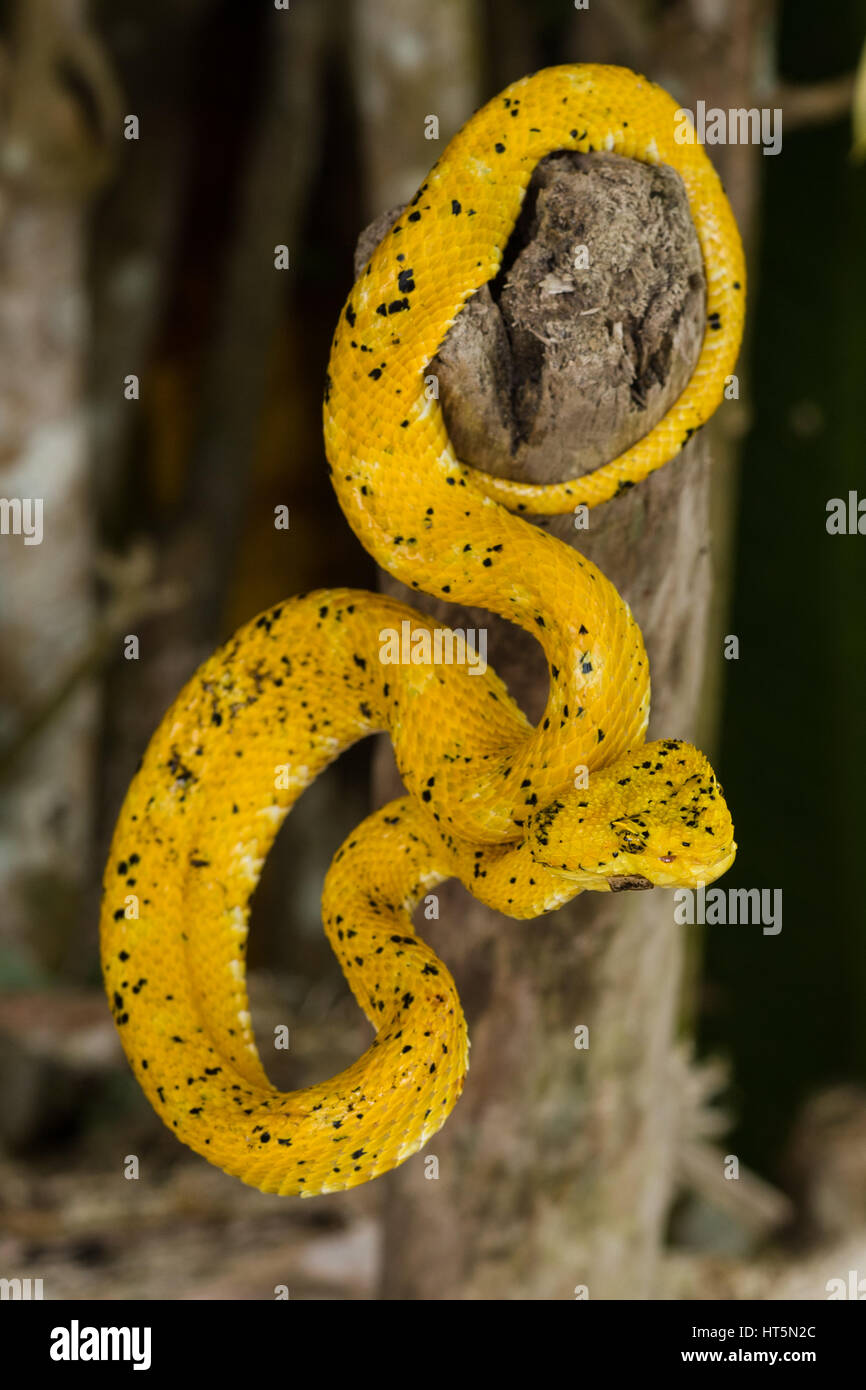 Eyelash Viper, Horned Palm Viper, Bothriechis schlegelii, Schlegel’s ...