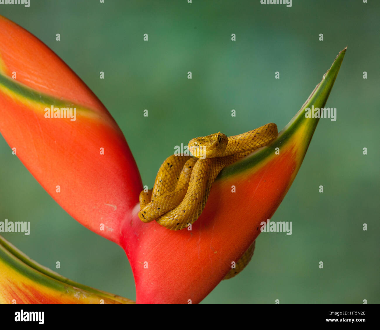 Eyelash Viper, Horned Palm Viper, Bothriechis schlegelii, Schlegel’s ...