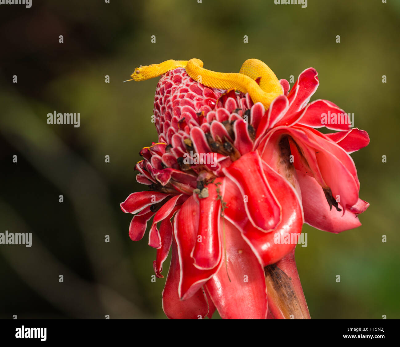 Multiple color morphs hi-res stock photography and images - Alamy