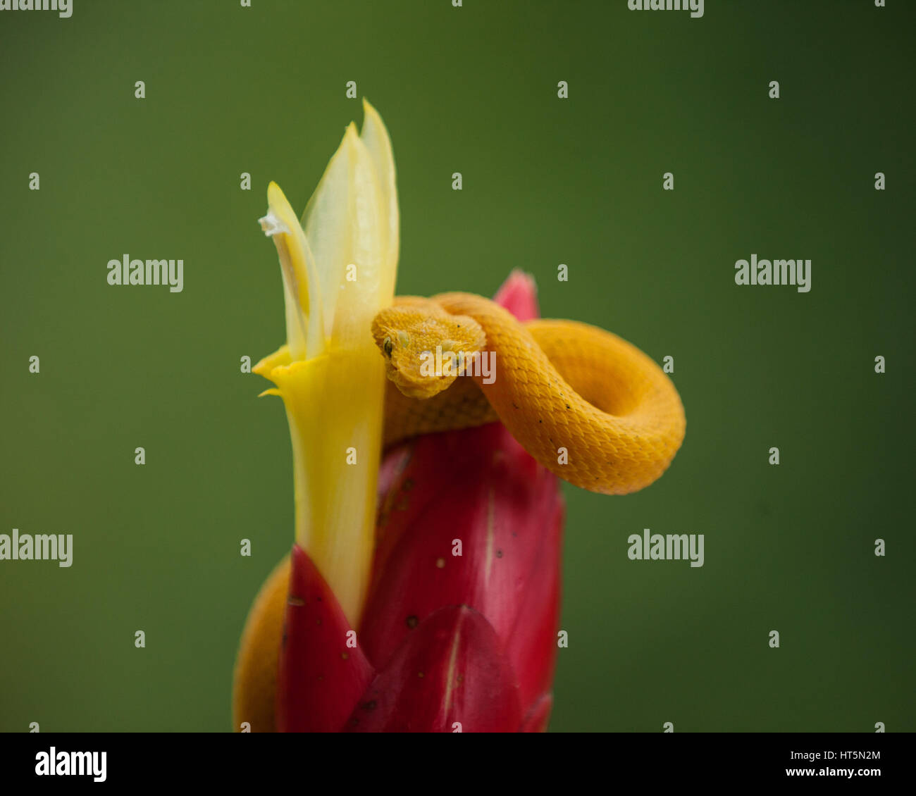 Multiple color morphs hi-res stock photography and images - Alamy