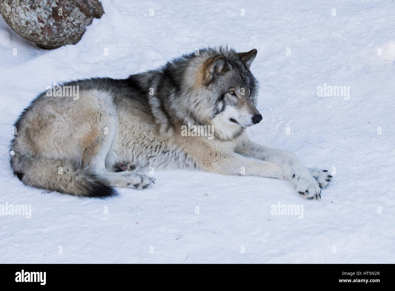 Timber wolf portrait in winter Stock Photo - Alamy