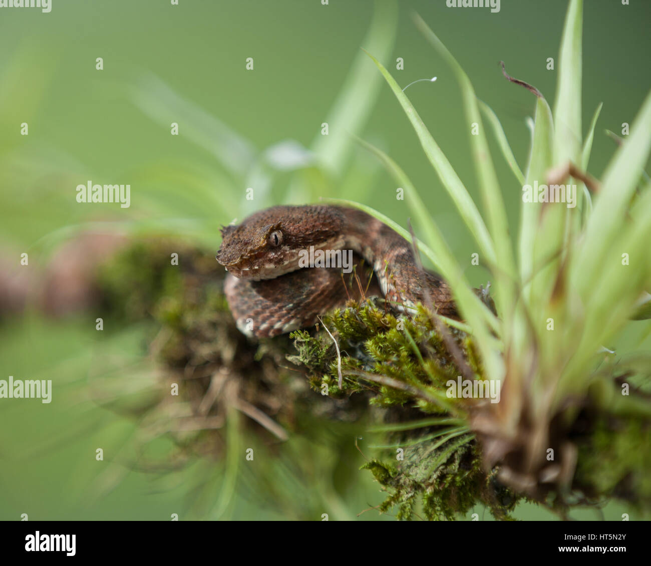 Eyelash Viper, Horned Palm Viper, Bothriechis schlegelii, Schlegel’s ...