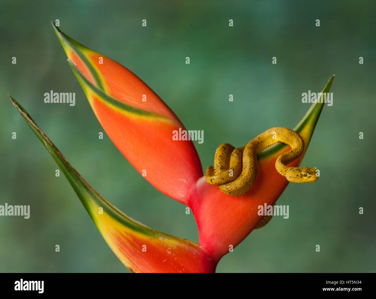 Eyelash Viper, Horned Palm Viper, Bothriechis schlegelii, Schlegel’s ...