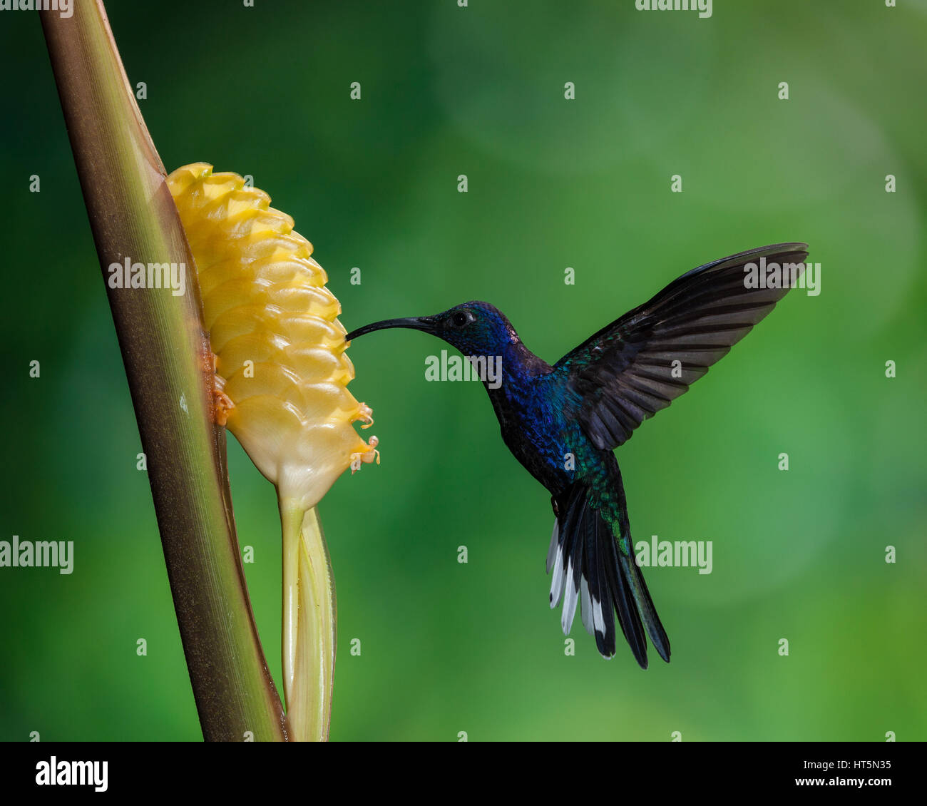The Violet Sabrewing Hummingbird, Campylopterus hemileucurus, is a very ...