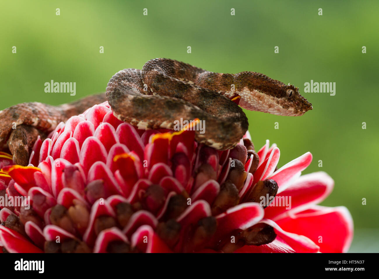 Eyelash Viper, Horned Palm Viper, Bothriechis schlegelii, Schlegel’s ...