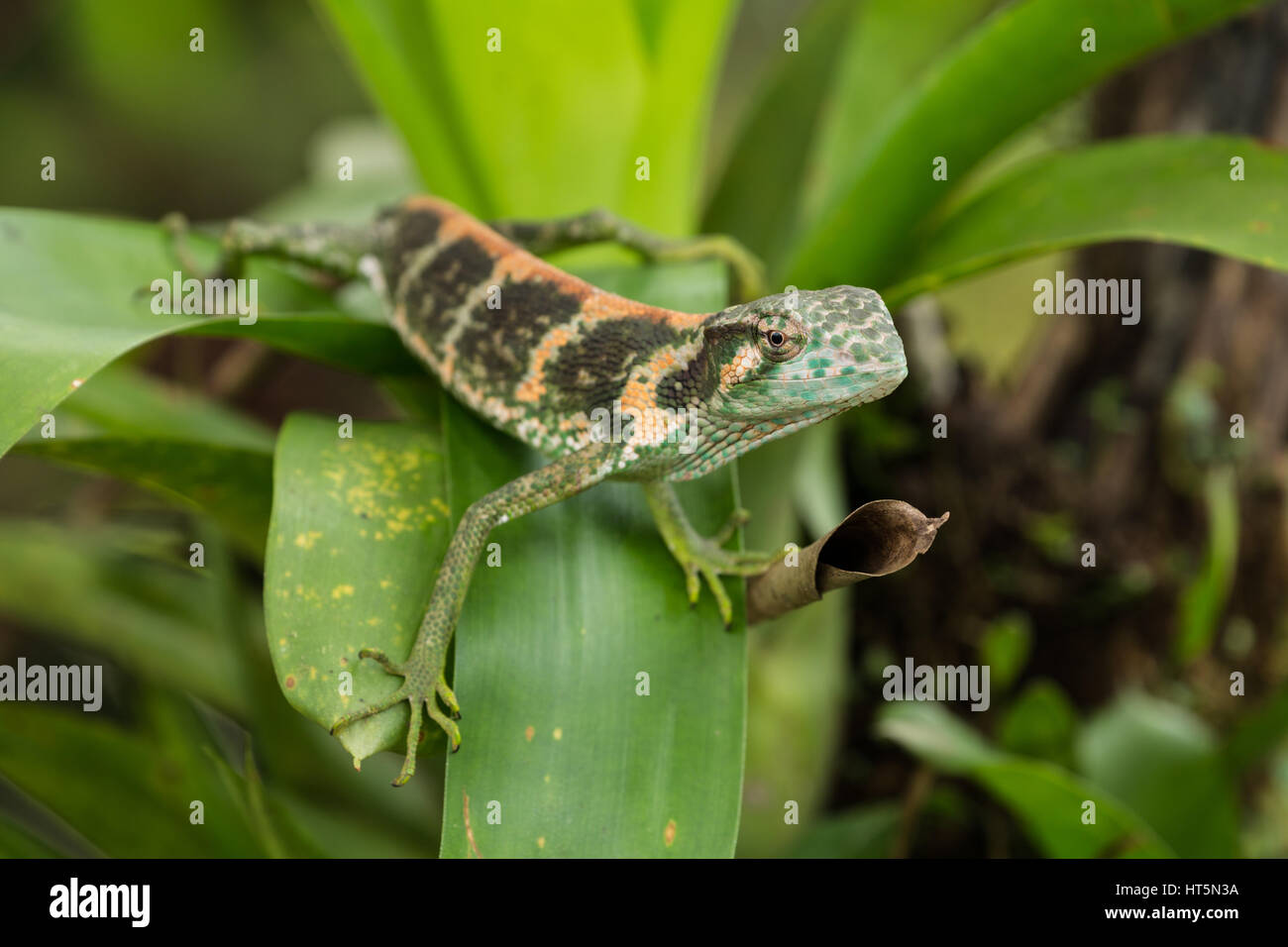 Canopy lizard polychrus gutturosus hi-res stock photography and images ...