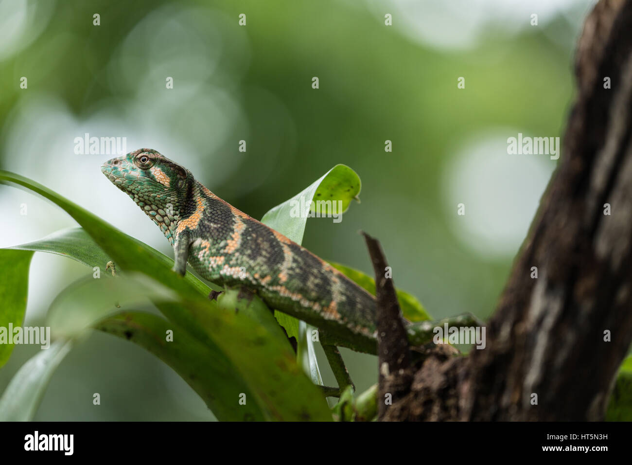 The Canopy Lizard or Berthold's Bush Anole, Polychrus gutturosus, is an ...