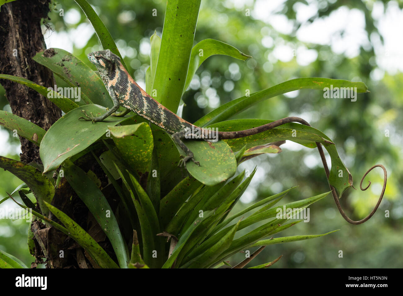 The Canopy Lizard or Berthold's Bush Anole, Polychrus gutturosus, is an ...