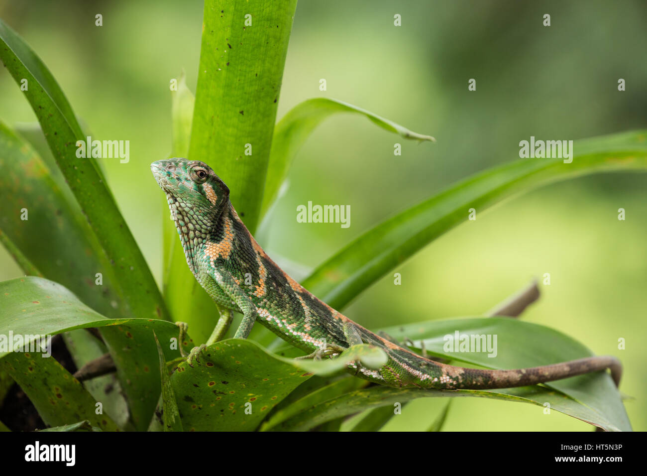 Canopy lizard polychrus gutturosus hi-res stock photography and images ...