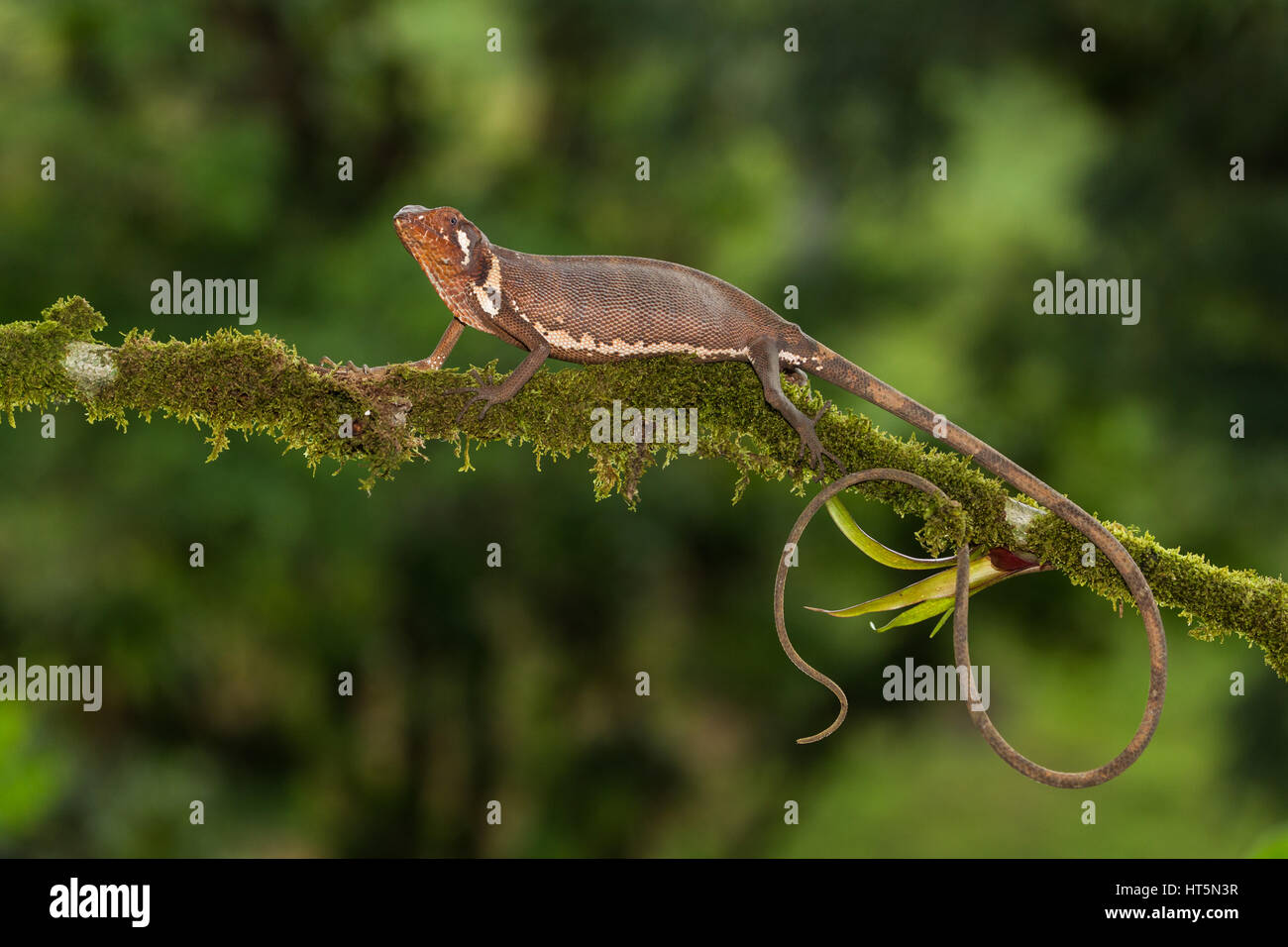 Herbivore and insectivore High Resolution Stock Photography and Images ...