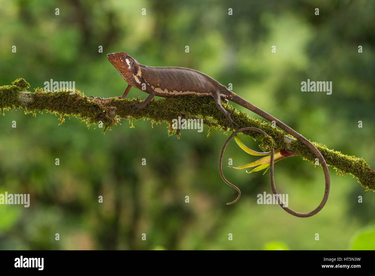 The Canopy Lizard or Berthold's Bush Anole, Polychrus gutturosus, is an ...