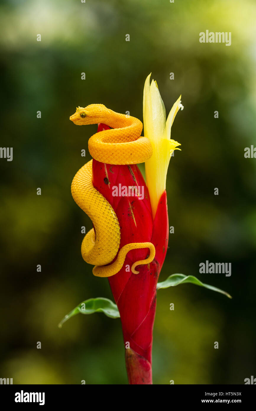 Horned viper fangs hi-res stock photography and images - Alamy