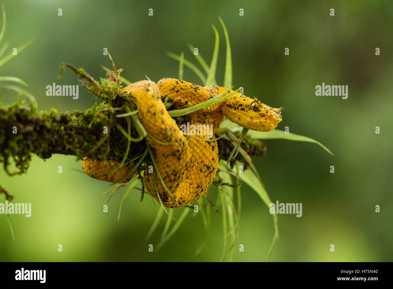 Eyelash Viper, Horned Palm Viper, Bothriechis schlegelii, Schlegel’s ...
