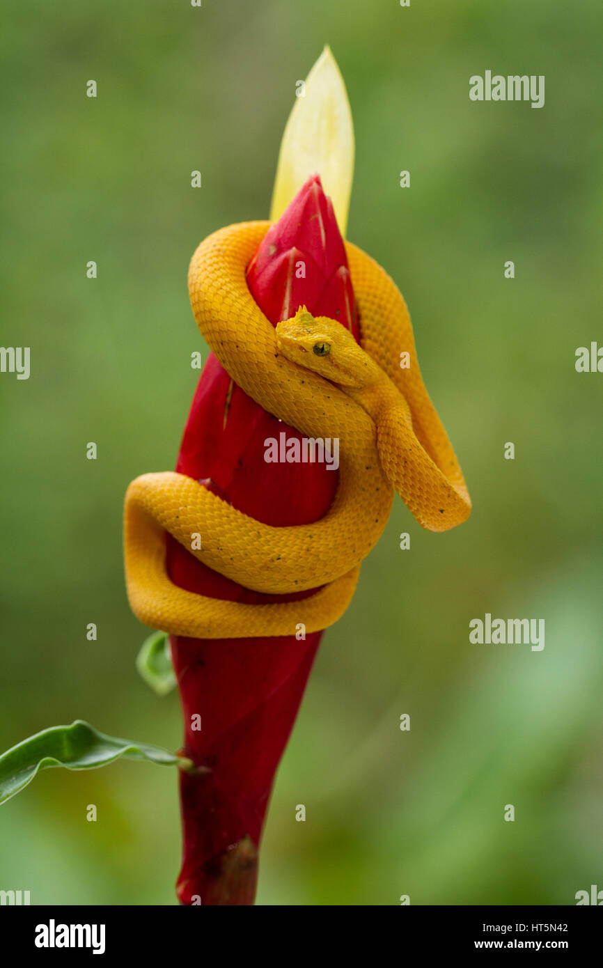 Eyelash Viper, Horned Palm Viper, Bothriechis schlegelii, Schlegel’s ...