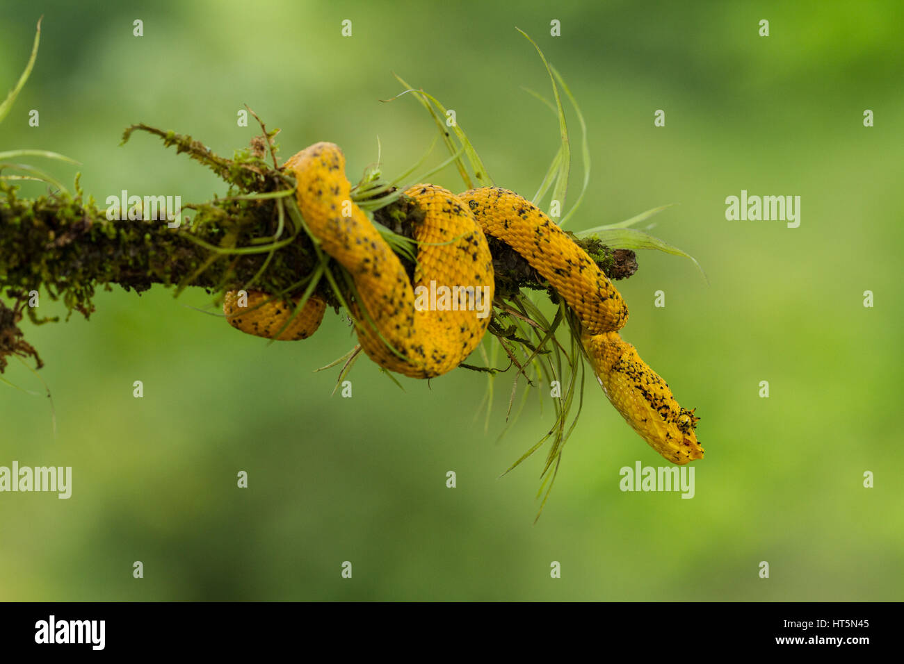 Eyelash Viper, Horned Palm Viper, Bothriechis schlegelii, Schlegel’s ...