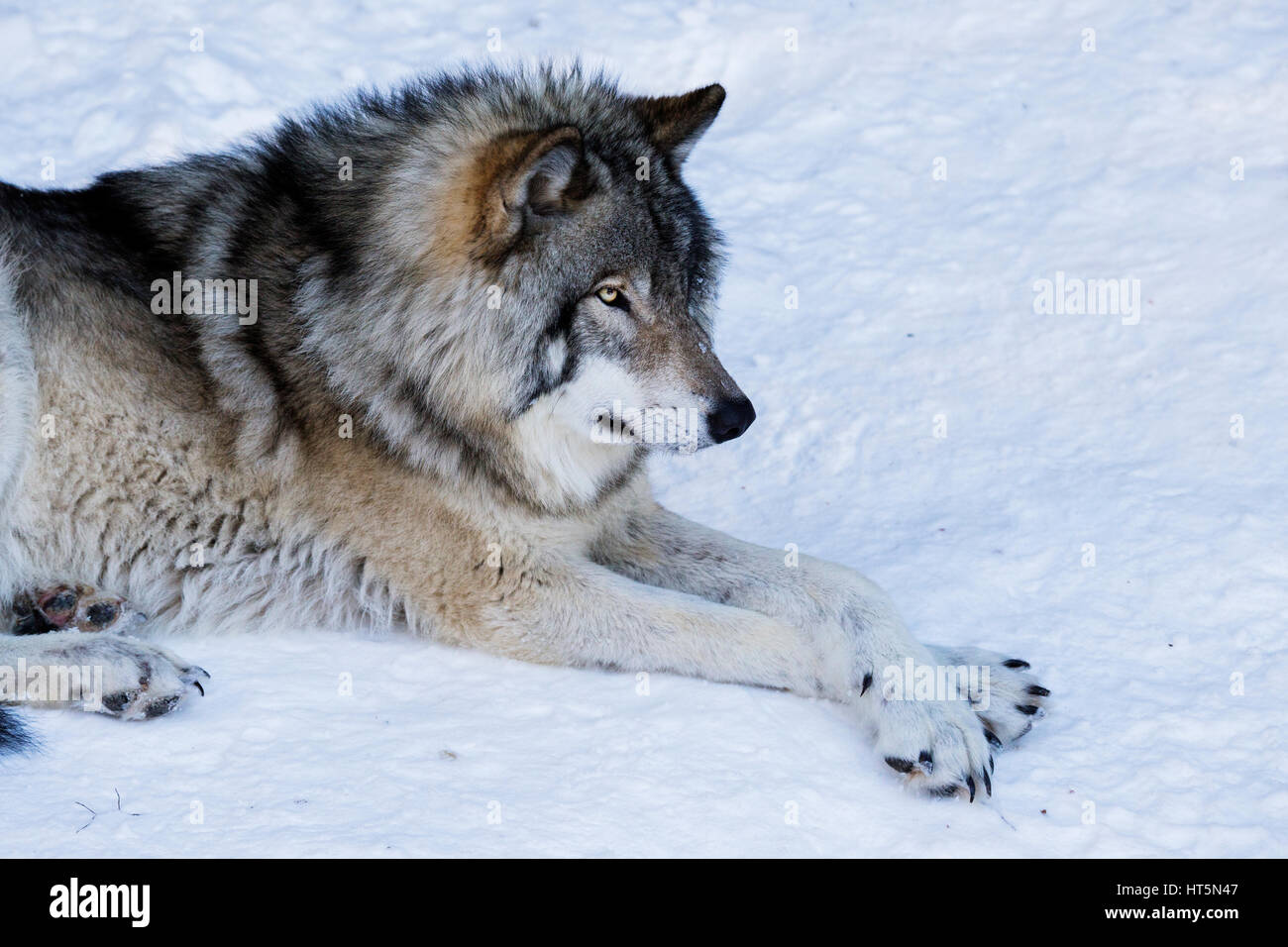Timber wolf portrait in winter Stock Photo - Alamy