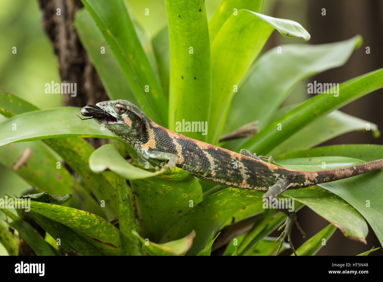 The Canopy Lizard or Berthold's Bush Anole, Polychrus gutturosus, is an ...