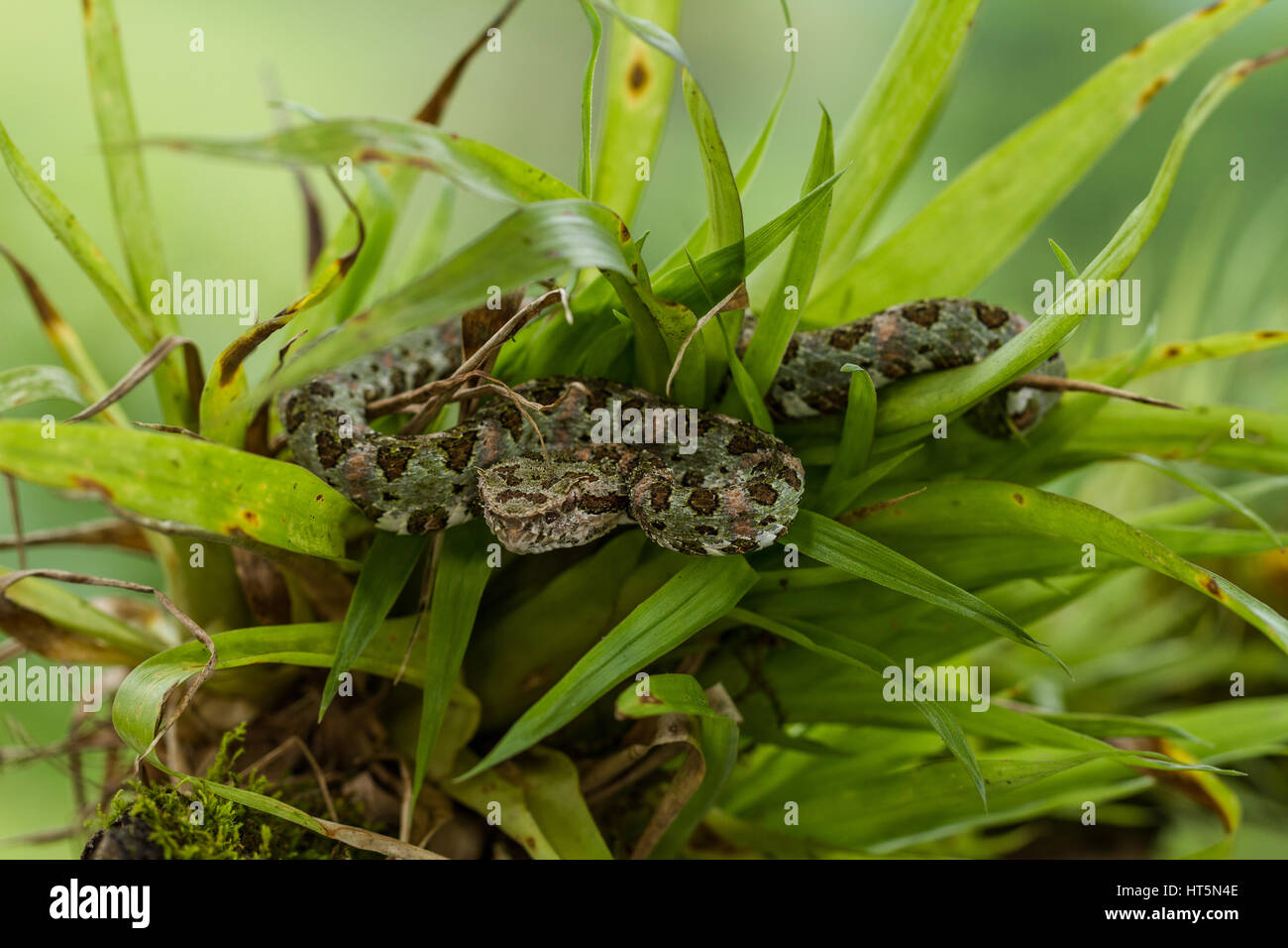 Eyelash Viper, Horned Palm Viper, Bothriechis schlegelii, Schlegel’s ...