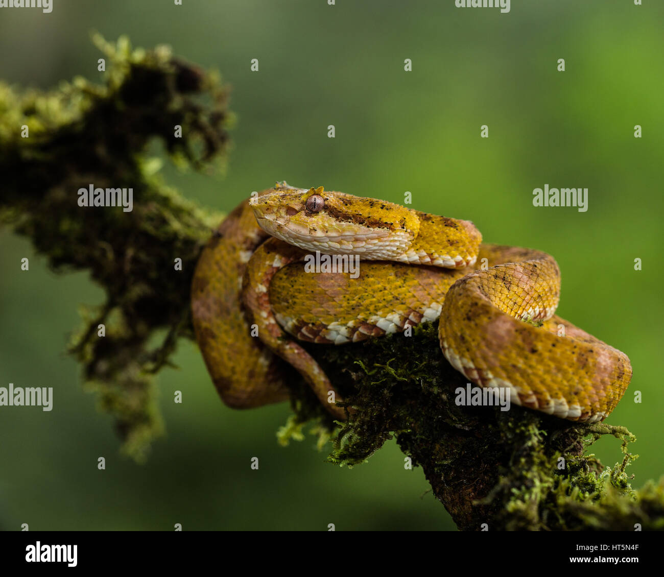 Eyelash Viper, Horned Palm Viper, Bothriechis schlegelii, Schlegel’s ...