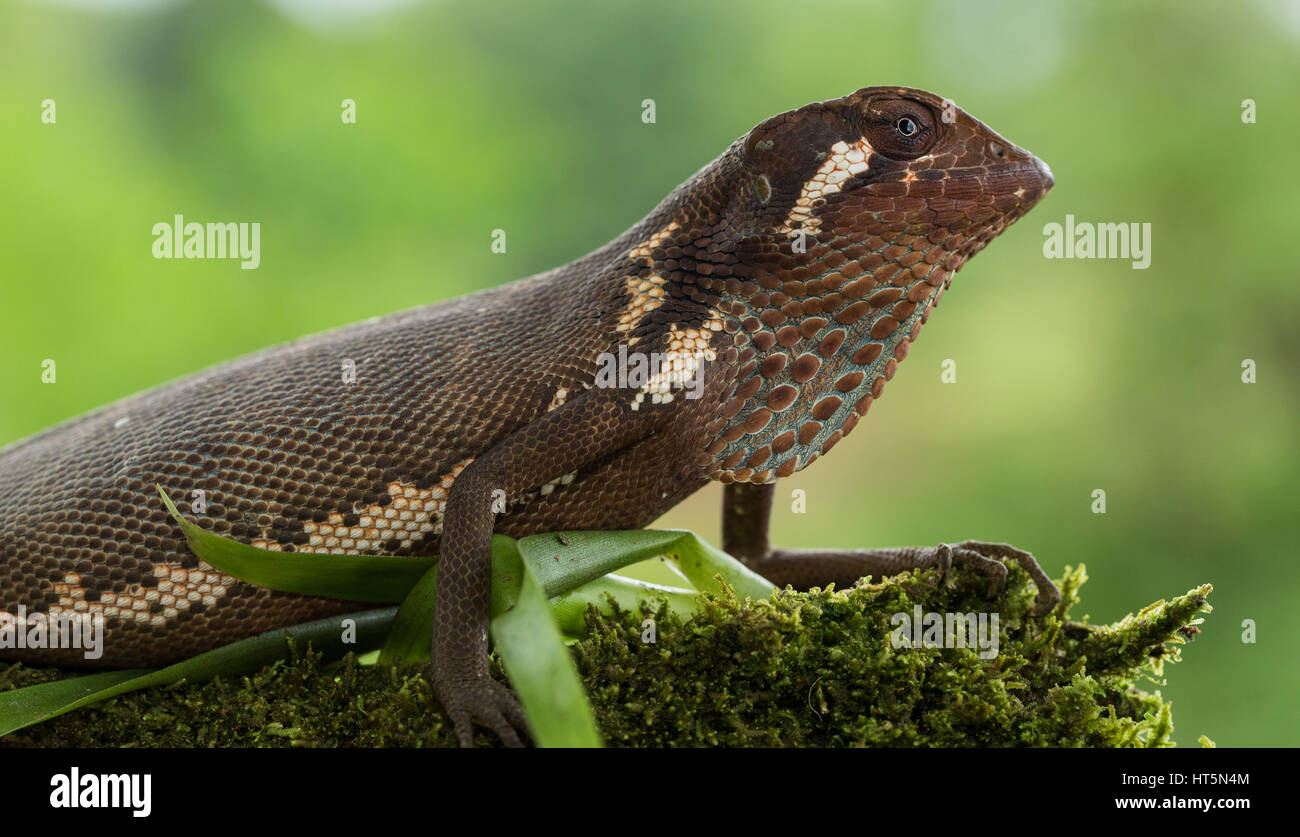 The Canopy Lizard or Berthold's Bush Anole, Polychrus gutturosus, is an ...