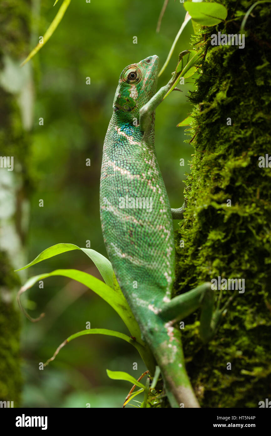 Bertholds bush anole hi-res stock photography and images - Alamy