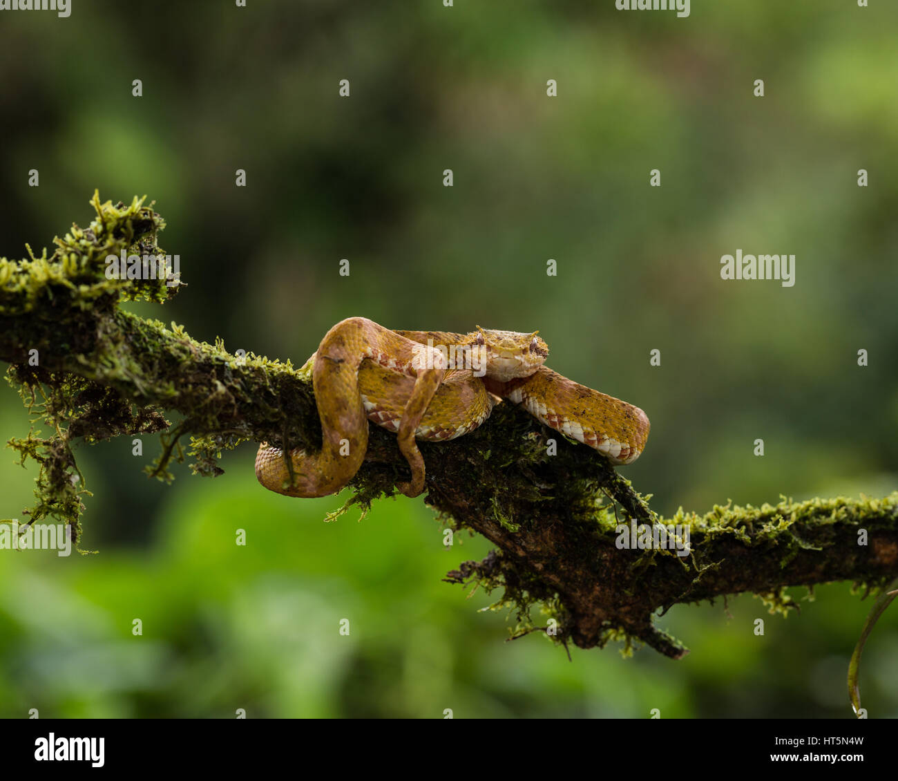 Eyelash Viper, Horned Palm Viper, Bothriechis schlegelii, Schlegel’s ...