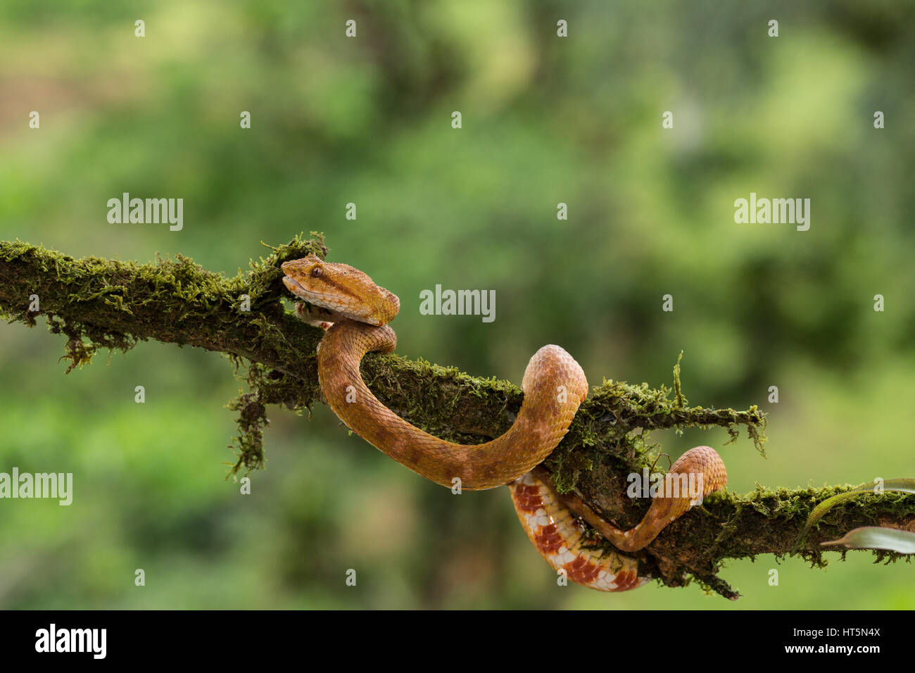 Multiple color morphs hi-res stock photography and images - Alamy