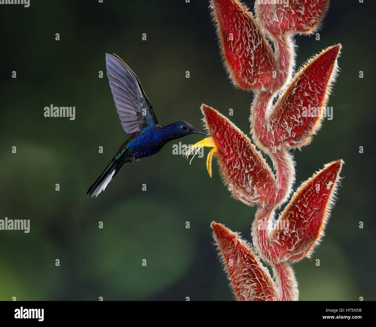 The Violet Sabrewing Hummingbird, Campylopterus hemileucurus, is a very ...