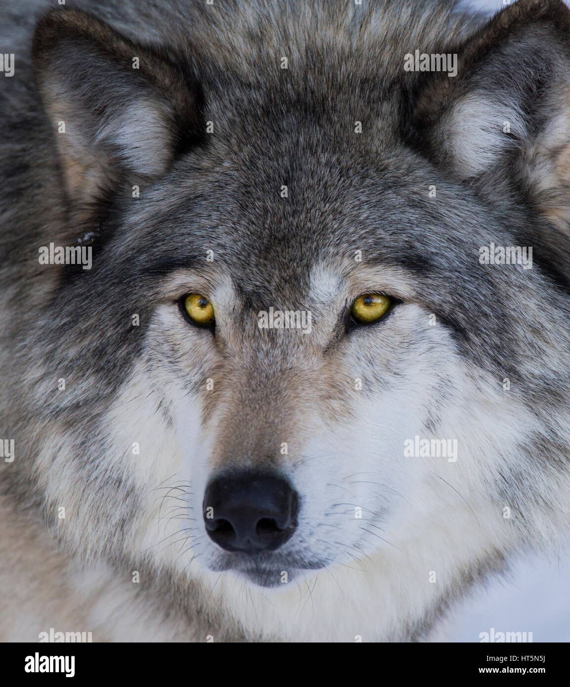 Timber wolf portrait in winter Stock Photo - Alamy