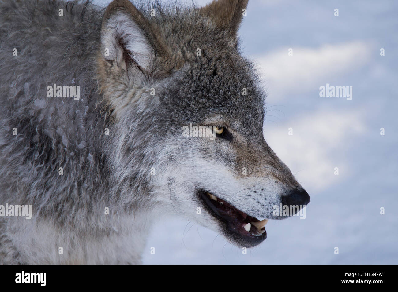 Timber wolf portrait in winter Stock Photo - Alamy