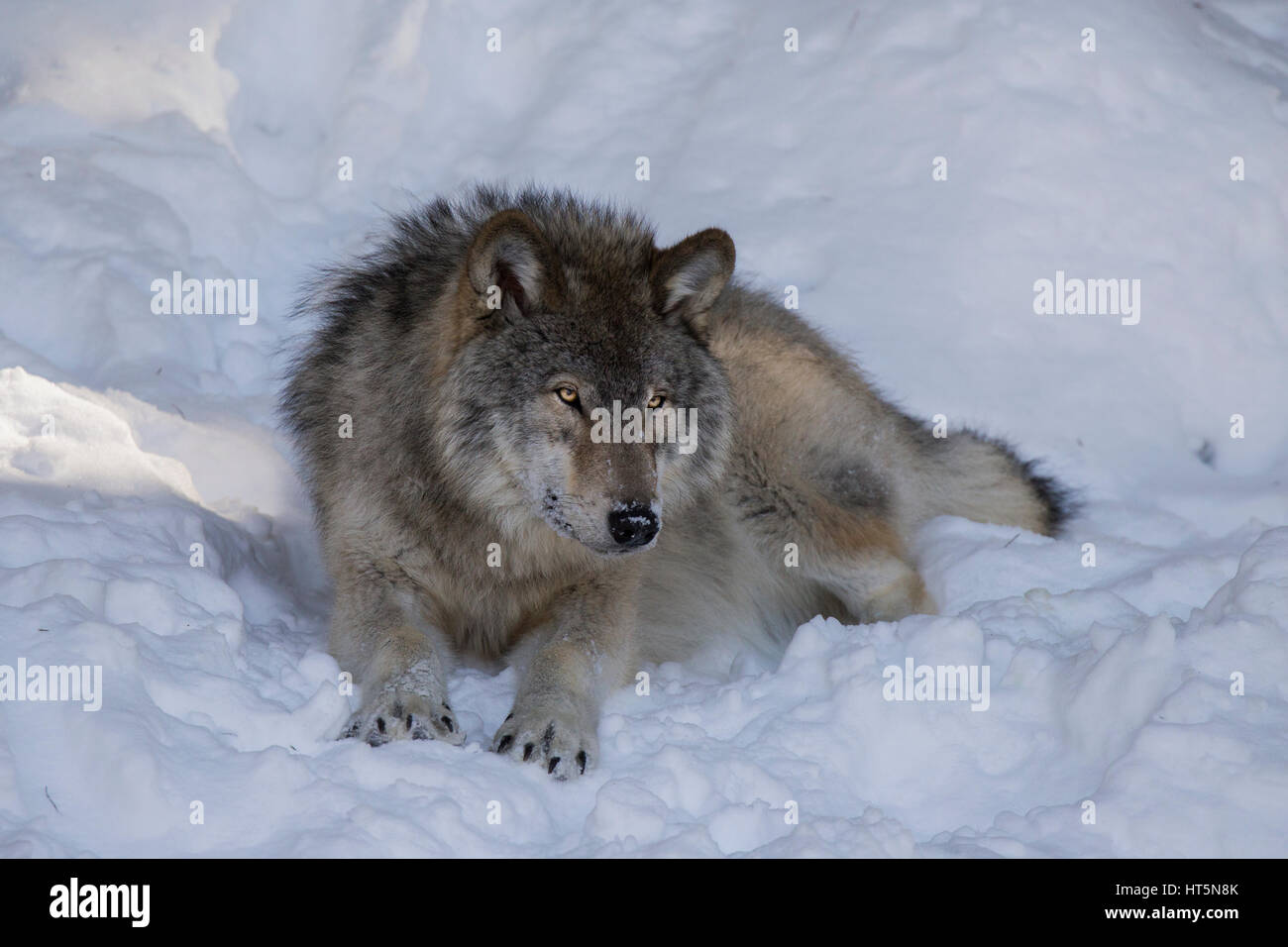 Timber wolf portrait in winter Stock Photo - Alamy