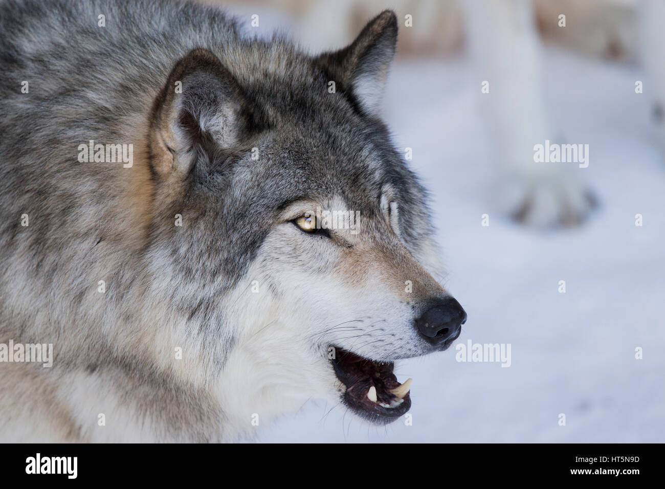 Timber wolf portrait in winter Stock Photo - Alamy