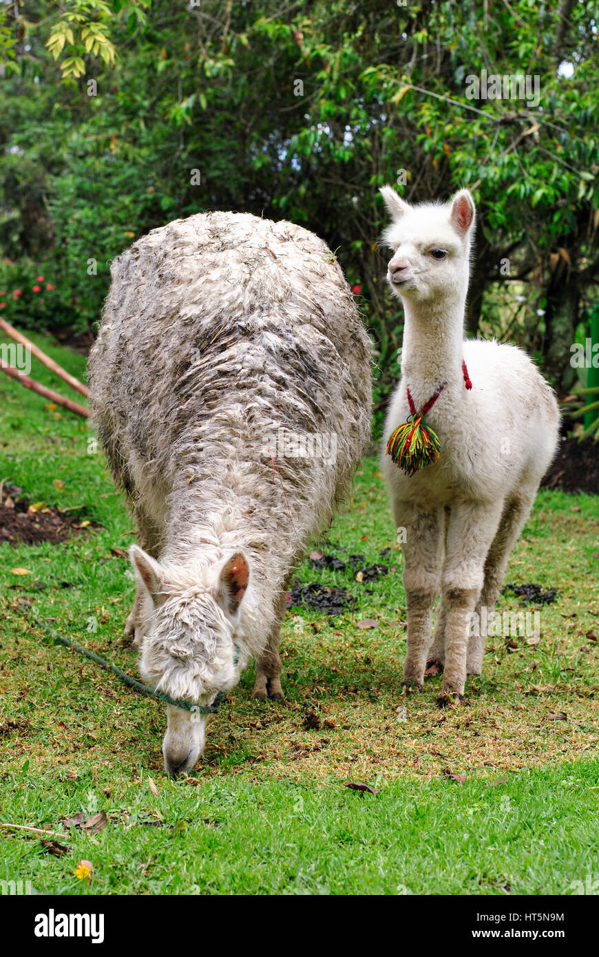 Mother and baby llamas (lama glama) in a garden. El Tambo. Ingapirca ...