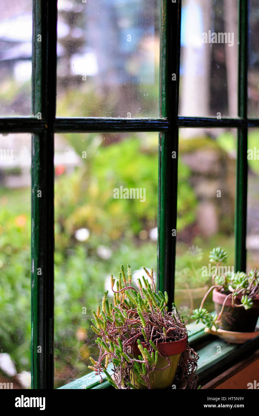 Window with plants of a old farm. Ingapirca. Ecuador Stock Photo - Alamy