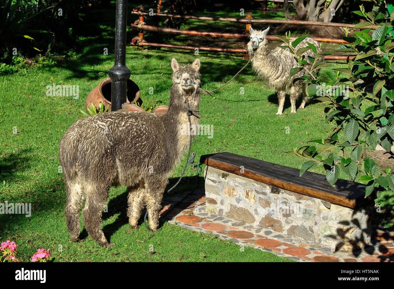 Two llamas (lama glama) in a garden. El Tambo. Ingapirca. Ecuador Stock ...