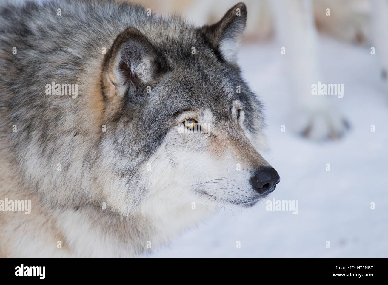 Timber wolf portrait in winter Stock Photo - Alamy