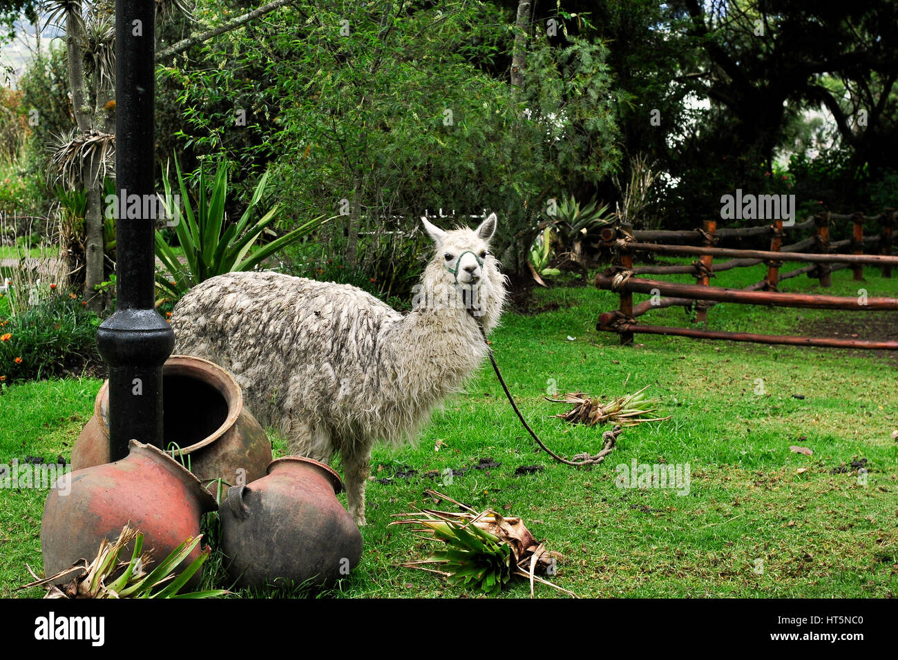 Llama (lama glama) in a garden. El Tambo. Ingapirca. Ecuador Stock ...