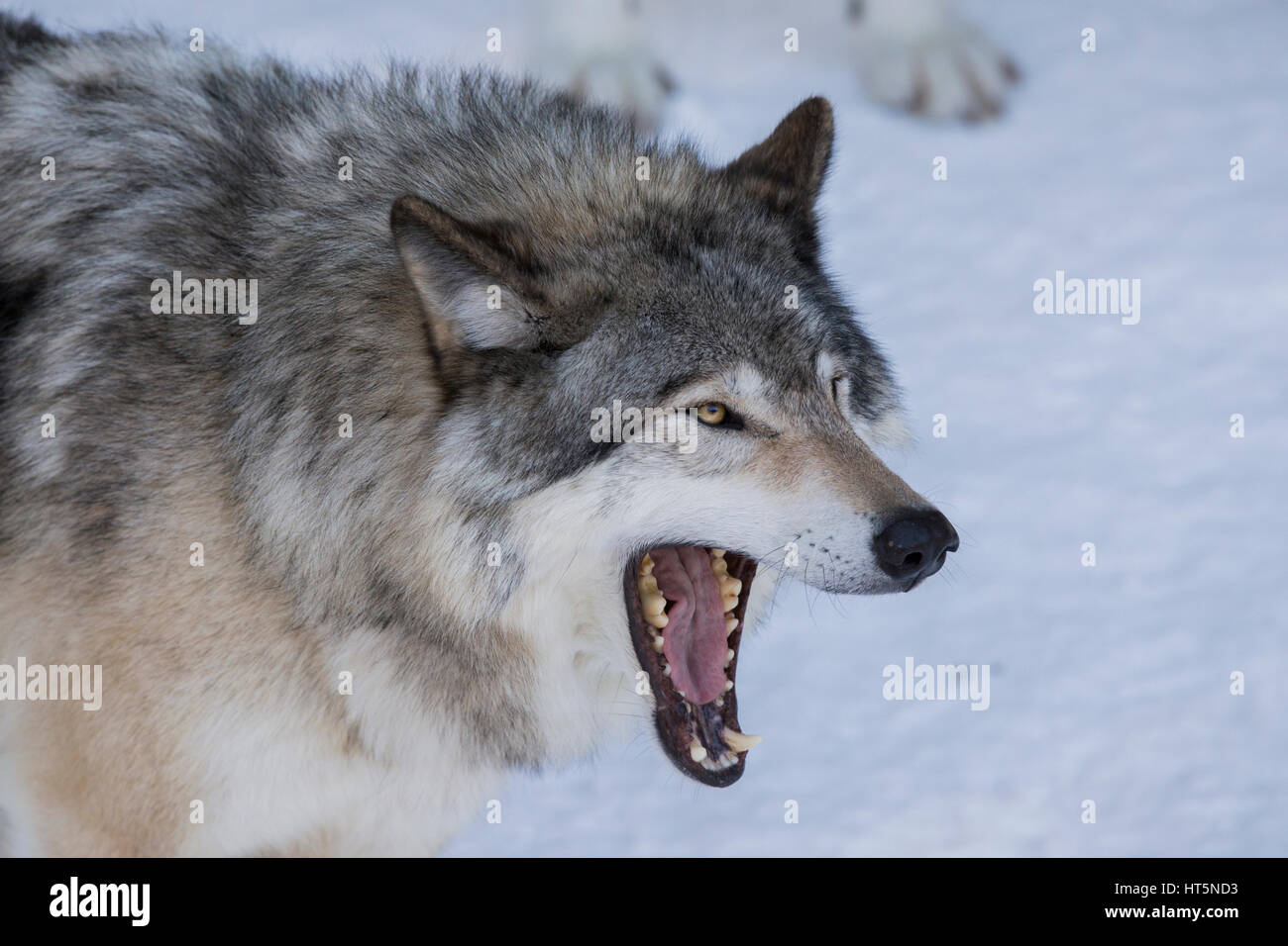 Timber wolf portrait in winter Stock Photo - Alamy
