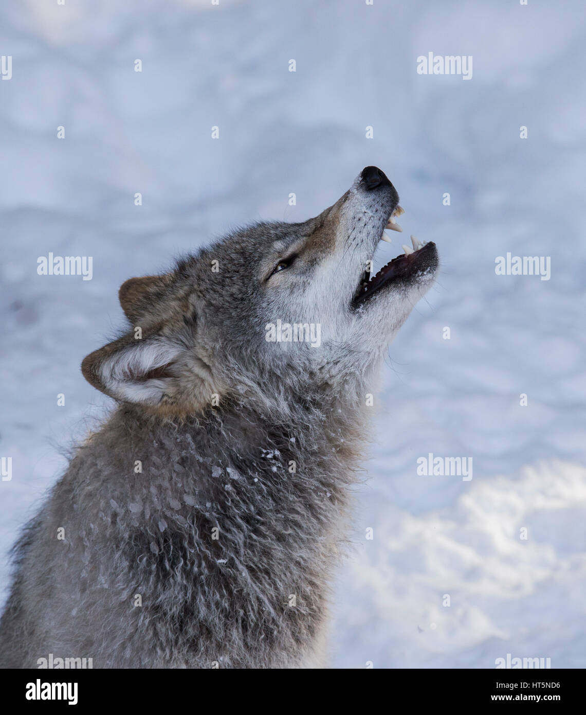 Hypnosis eyes hi-res stock photography and images - Alamy