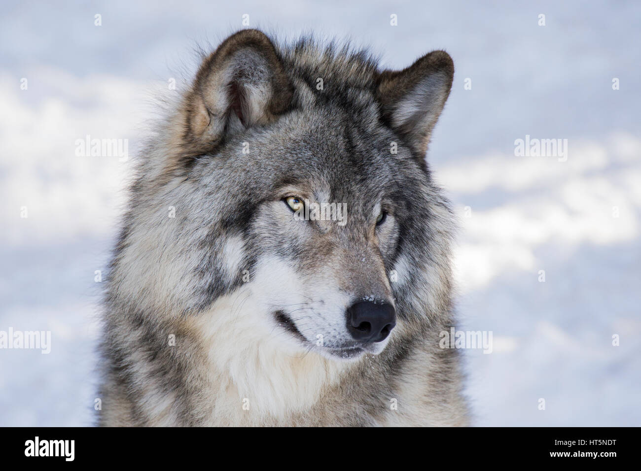 Timber wolf portrait in winter Stock Photo - Alamy