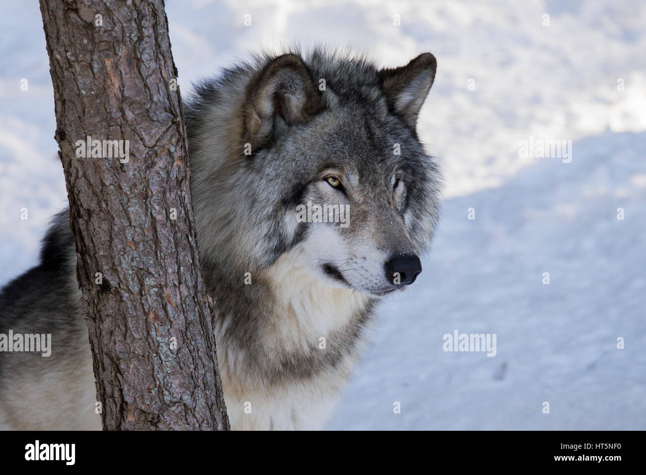 Timber wolf portrait in winter Stock Photo - Alamy