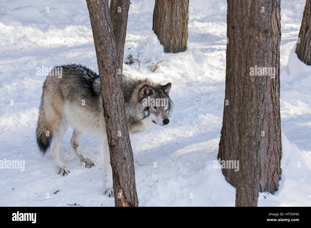 Timber wolf portrait in winter Stock Photo - Alamy