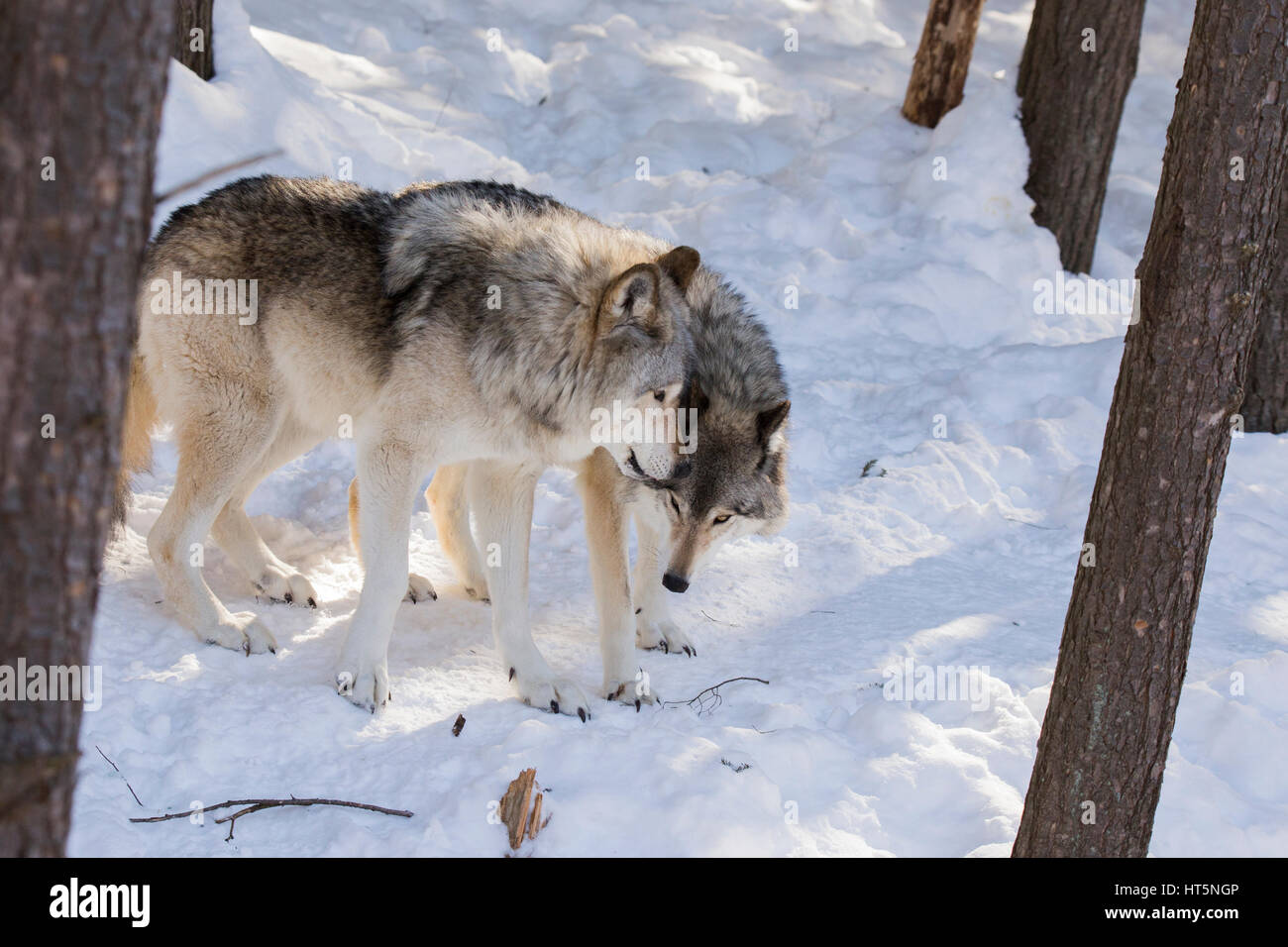 Timber wolf portrait in winter Stock Photo - Alamy