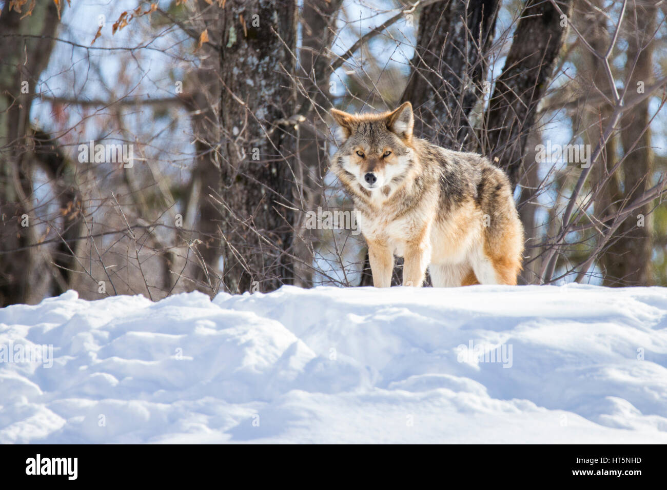 coyote in winter Stock Photo - Alamy