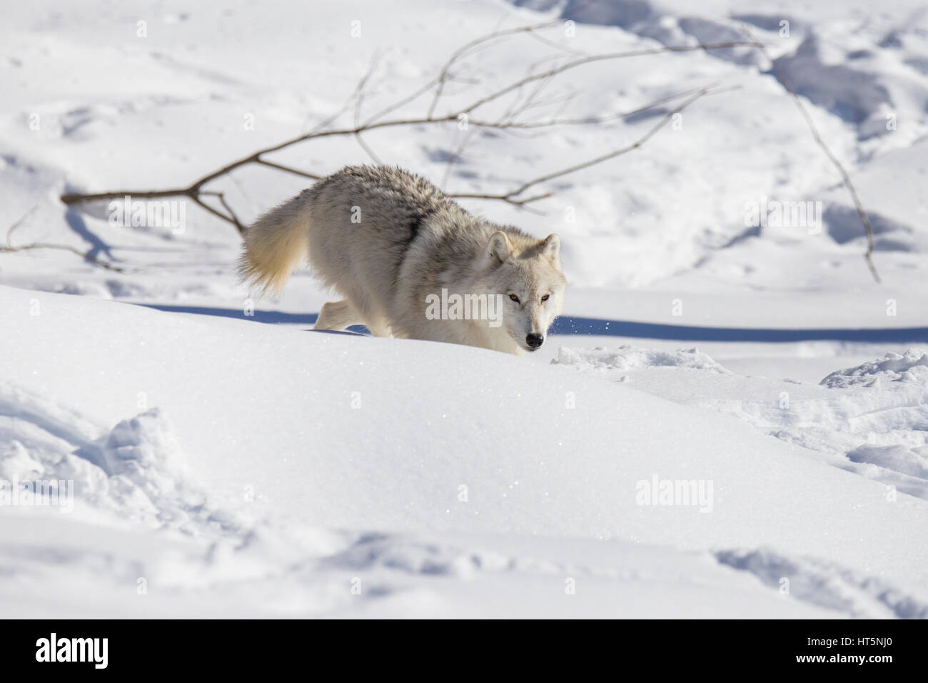 Arctic wolf in winter Stock Photo - Alamy