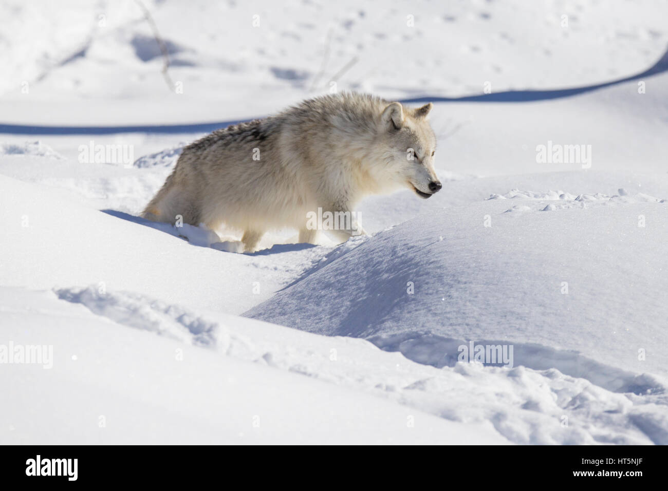 Arctic wolf in winter Stock Photo - Alamy