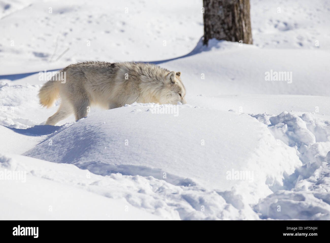 Arctic wolf in winter Stock Photo - Alamy