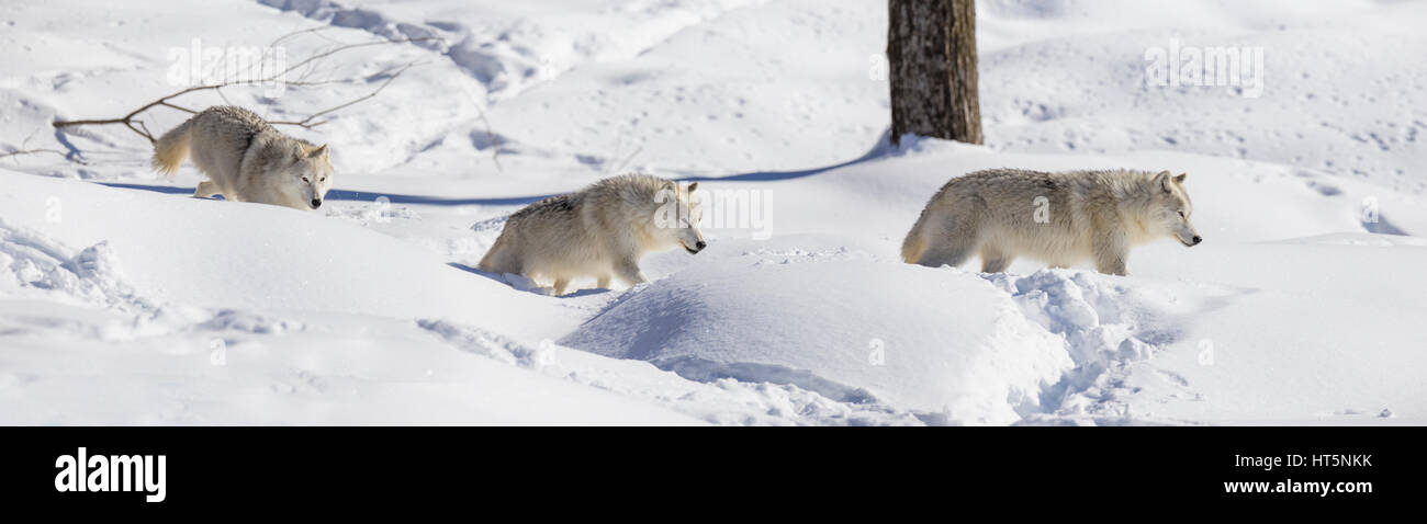 Arctic wolves in winter Stock Photo - Alamy